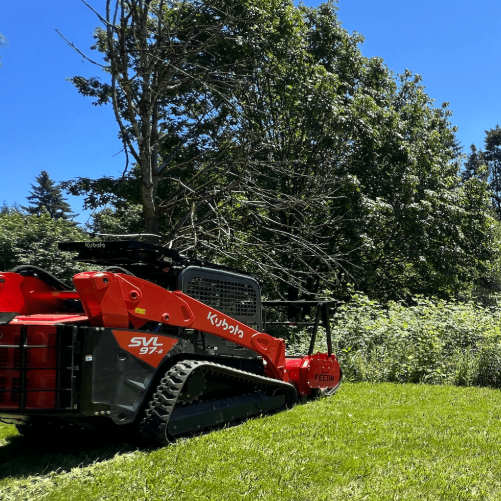 Effective Blackberry Removal Services | Land Clearing NW